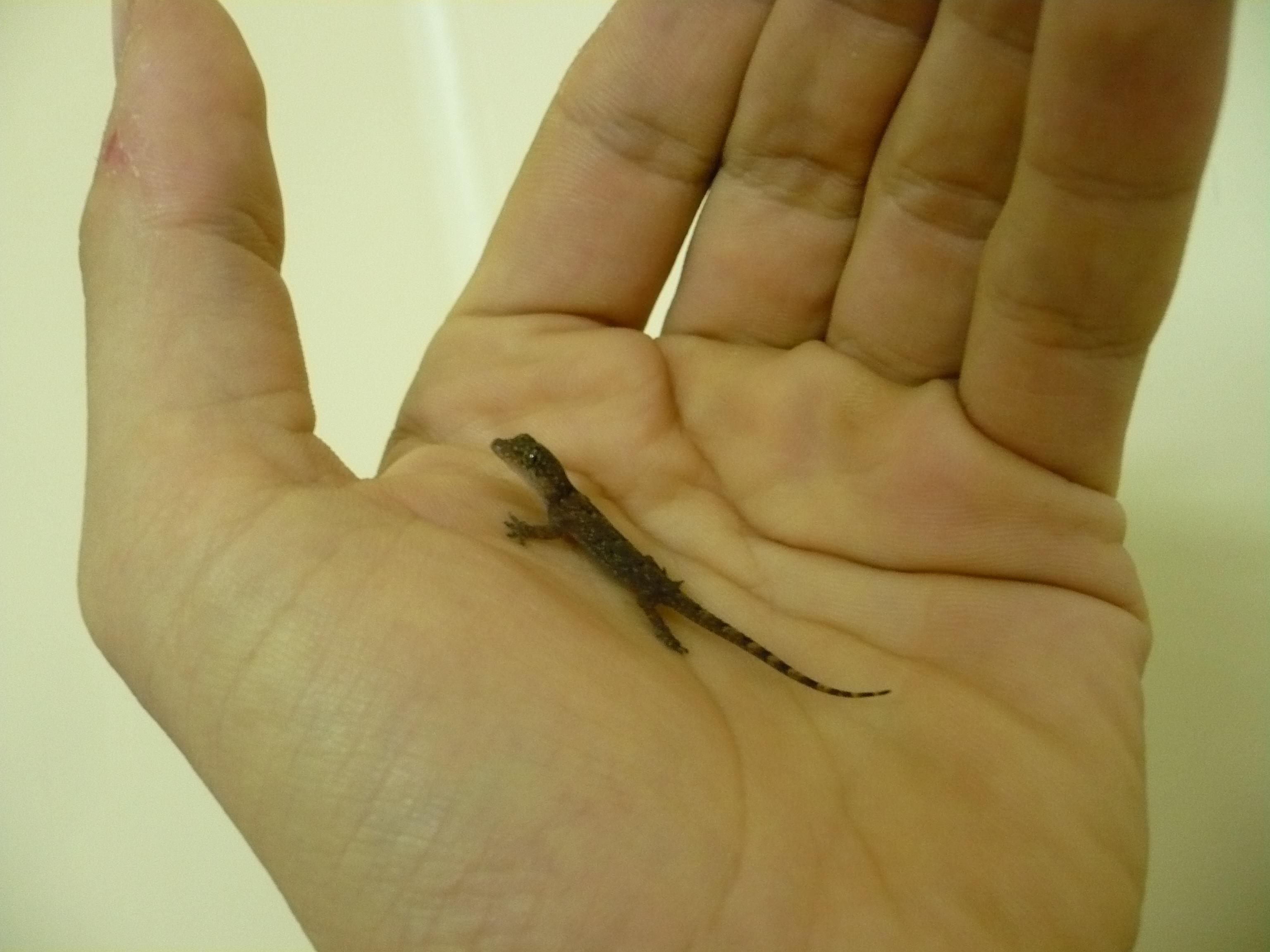 Culture & Gecko | and the temple of doom